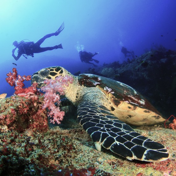 Discover The Beauty of Malaysia - The Boathouse Pulau Tioman